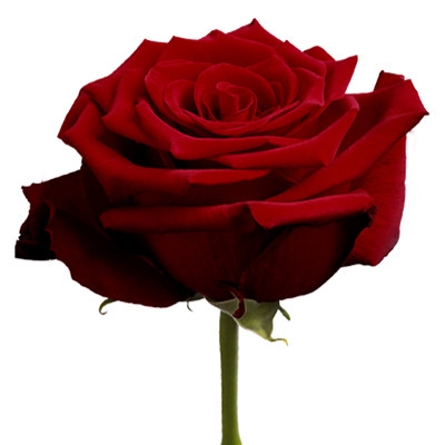 Subati Group - Grower featured on Thursd