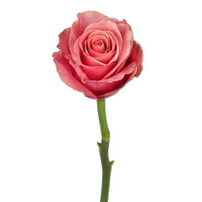 Rose Red Promise - Thursd