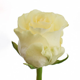 Rose Born Free - Thursd