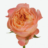 Rose Born Free - Thursd