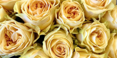 Rose Buttercup | Product on Thursd.com