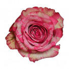 Rose Born Free - Thursd