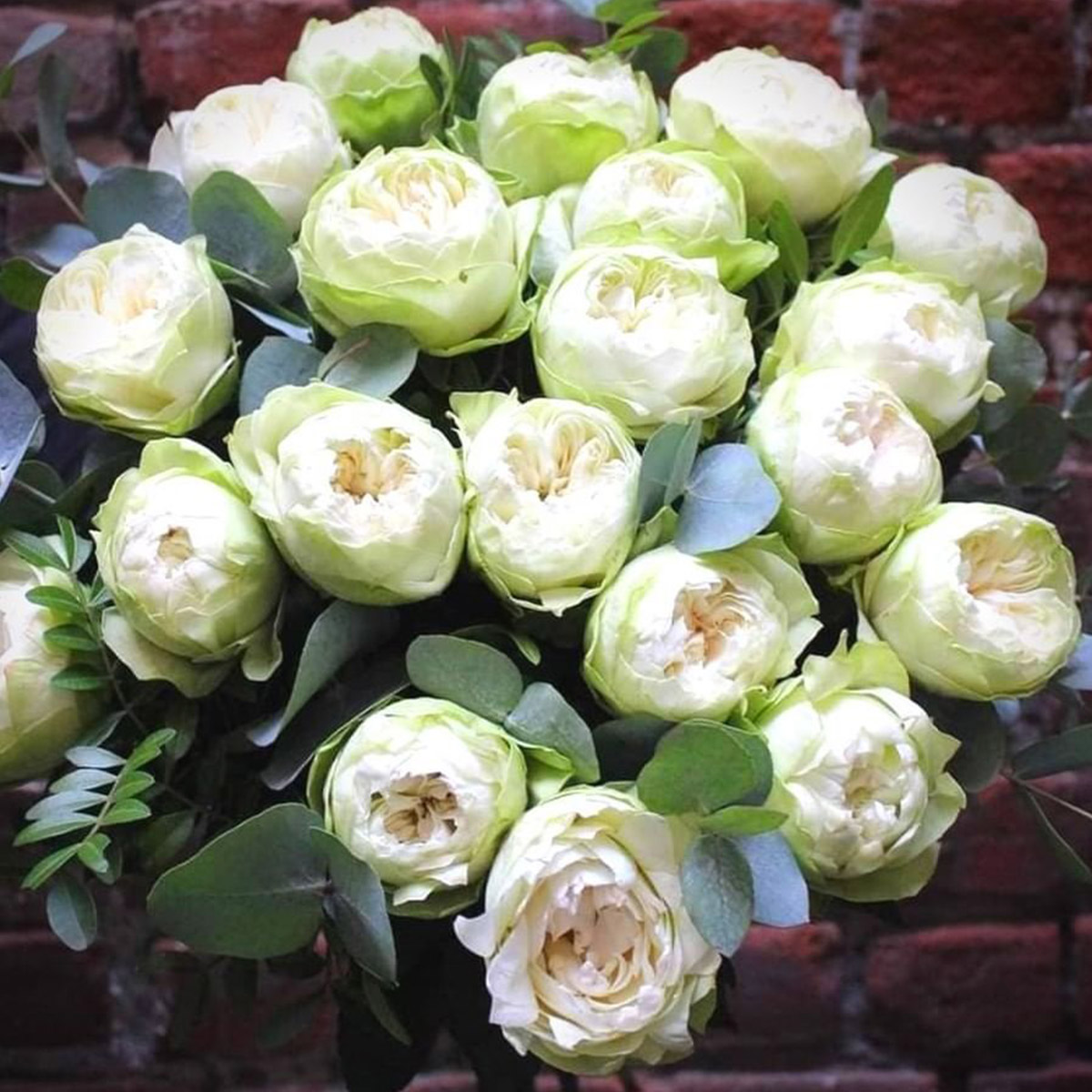 Rose White Kahala | Product Featured on Thursd.com