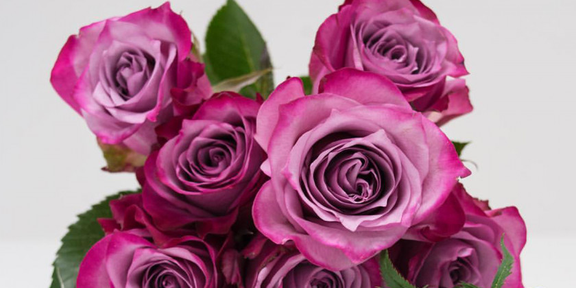 Rose Deep Purple