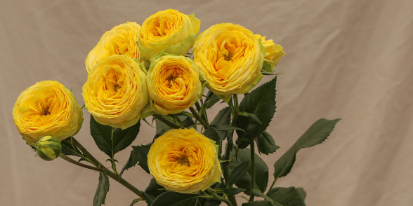 Spray Rose Golden Trendsetter | Product Featured on Thursd