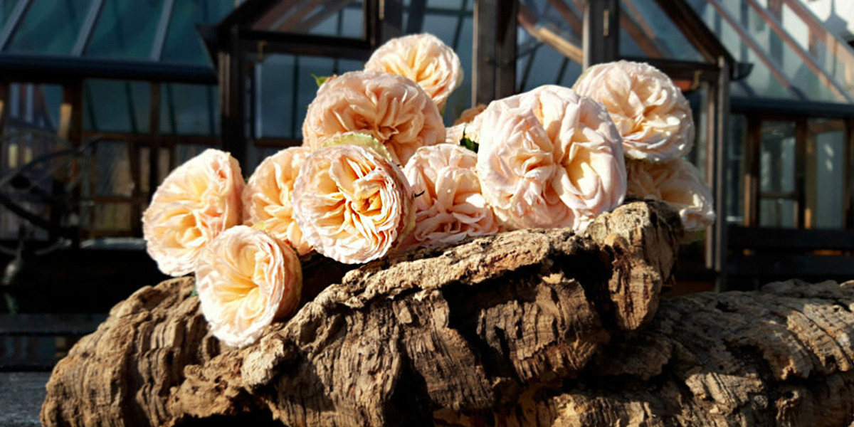 Spray Rose Gentle Trendsetter