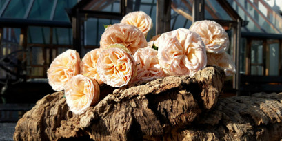 Spray Rose Gentle Trendsetter