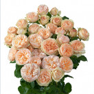 Spray Rose Gentle Trendsetter® - Thursd