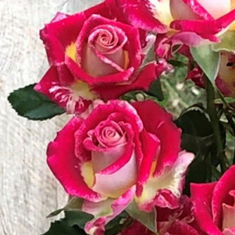 Rose Barbarella - Thursd