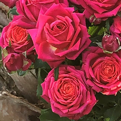 Spray Rose Aerobic - Thursd