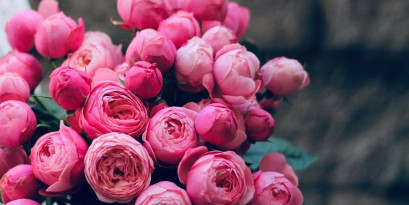 Spray Rose Silva Pink - Product Featured on Thursd.com