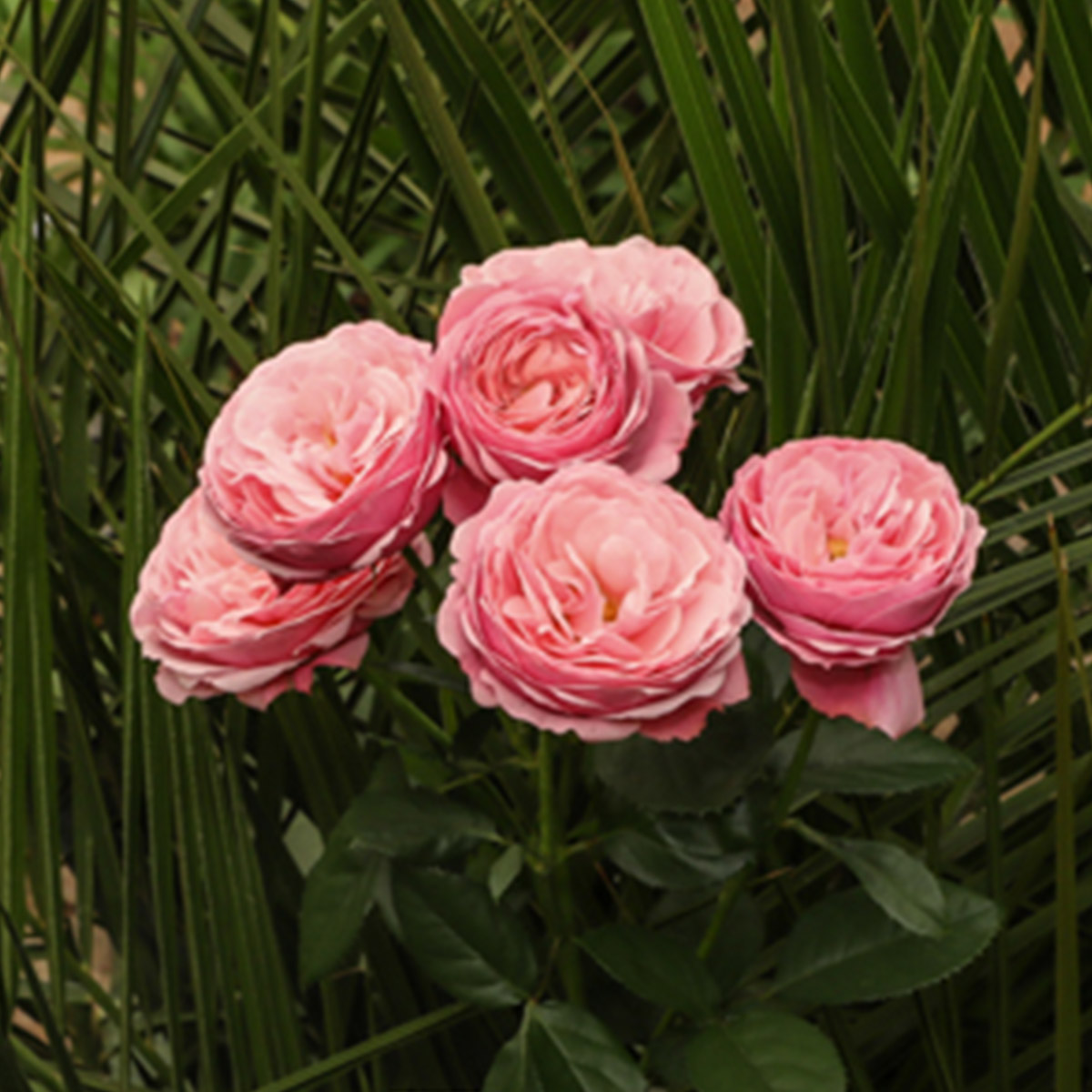 Spray Rose Silva Pink - Product Featured on Thursd.com