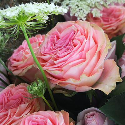 Rose Red Promise - Thursd