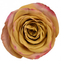 Rose Born Free - Thursd