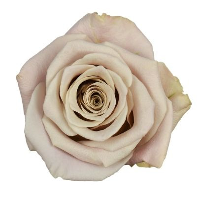 Rose Menta | Product on Thursd.com