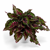 Begonia Beleaf Alaska Creek