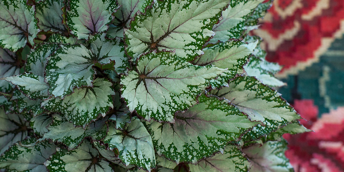 Begonia Beleaf Asian Tundra | Product Featured on Thursd.com
