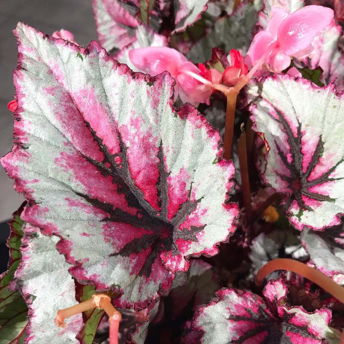 Begonia Beleaf Evening Glow | Product Featured on Thursd.com