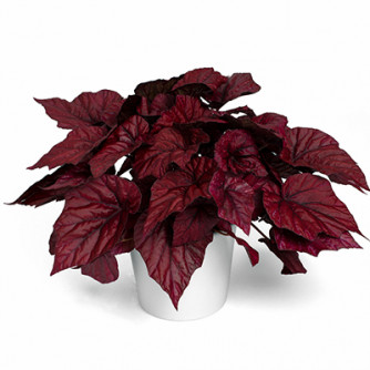 Begonia Beleaf Inca Flame | Product Featured on Thursd.com