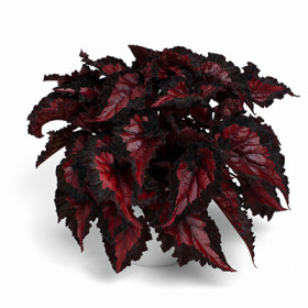 Begonia Beleaf Inca Night | Product Featured on Thursd.com