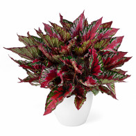 Begonia Beleaf Maui Sunset | Product Featured on Thursd.com