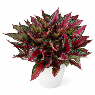 Begonia Beleaf Maui Sunset | Product Featured on Thursd.com