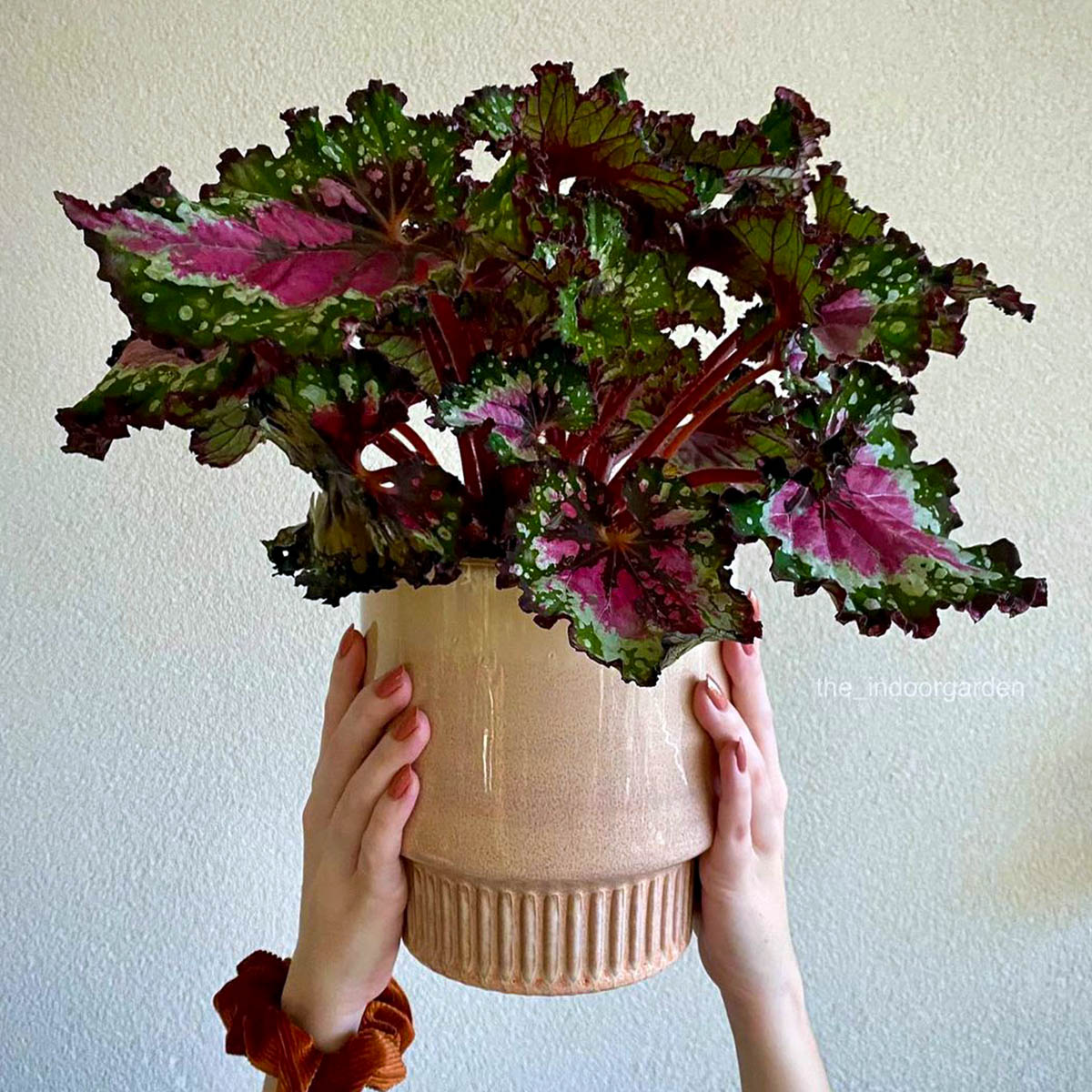 Begonia Purple Blush | Product Featured on Thursd.com