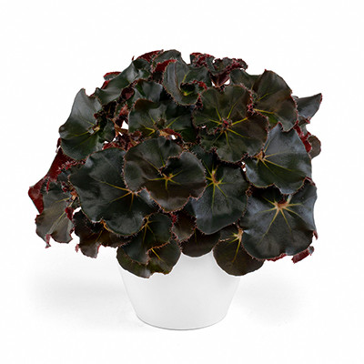 Begonia Beleaf Jungle Black | Product Featured on Thursd.com