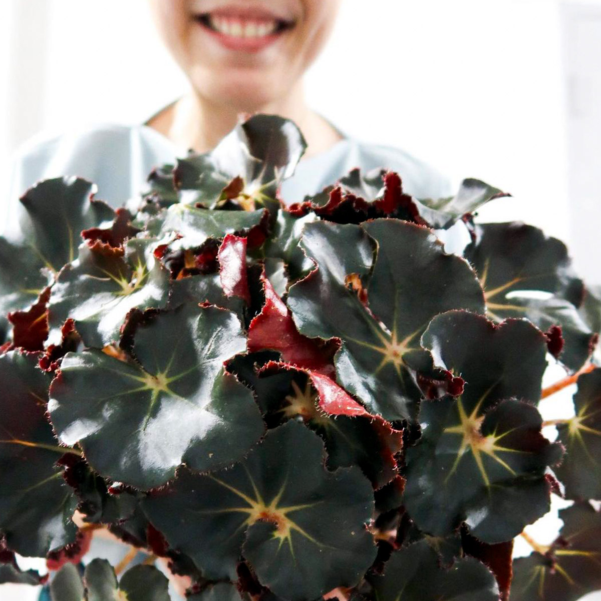 Begonia Beleaf Jungle Black | Product Featured on Thursd.com