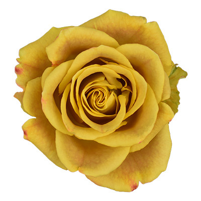 Rose Barbarella - Thursd