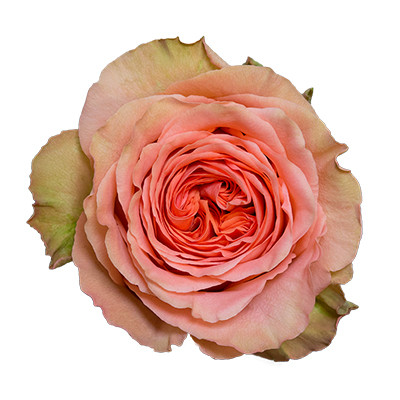 Rose Born Free - Thursd