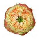 Rose Karma | Product on Thursd.com