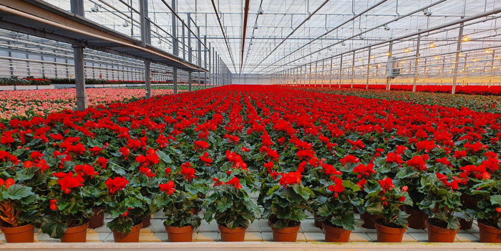 Begonia Baladin®