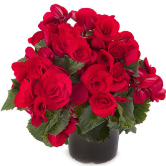 Begonia Baladin®