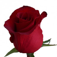 Rose Gladiator | Product Featured on Thursd.com