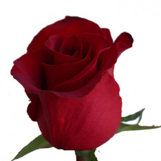 Rose Gladiator | Product Featured on Thursd.com