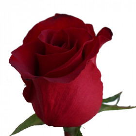 Rose Gladiator | Product Featured on Thursd.com