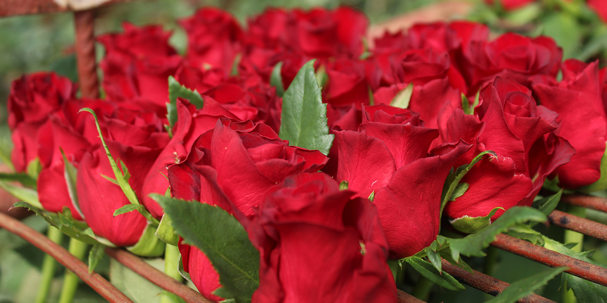 Rose Gladiator | Product Featured on Thursd.com