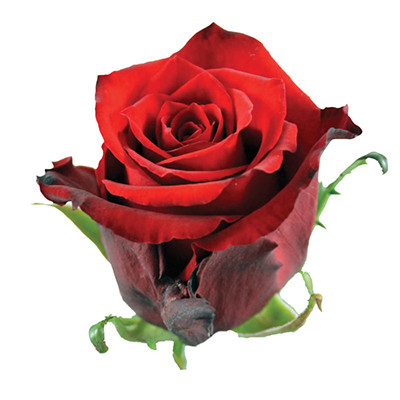 Rose Red Torch | Product on Thursd.com