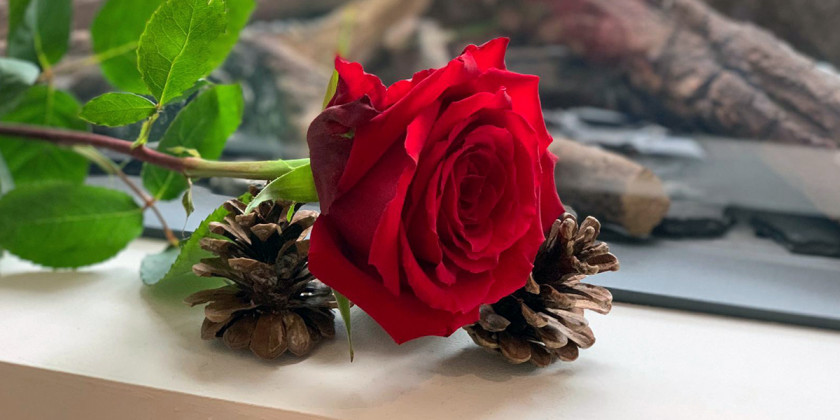 Rose Finally | Product Featured on Thursd.com