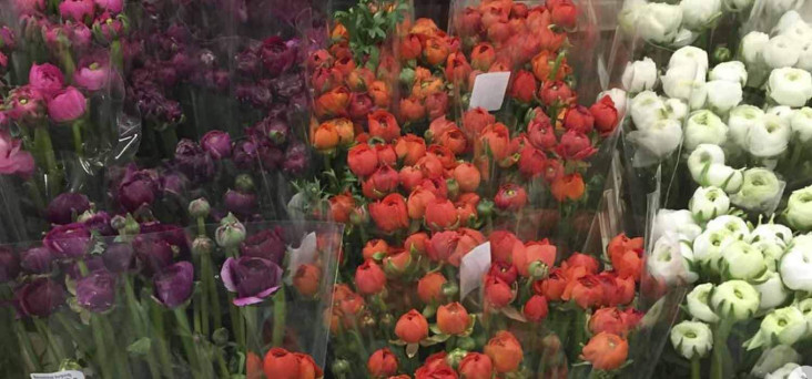 Flower Vision Southampton