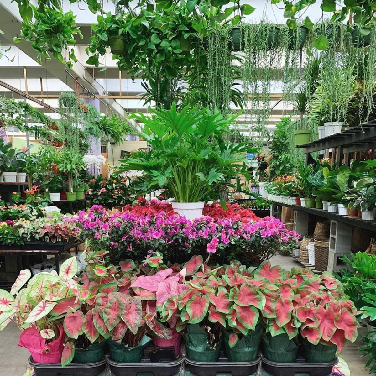 The Southern California Flower Market