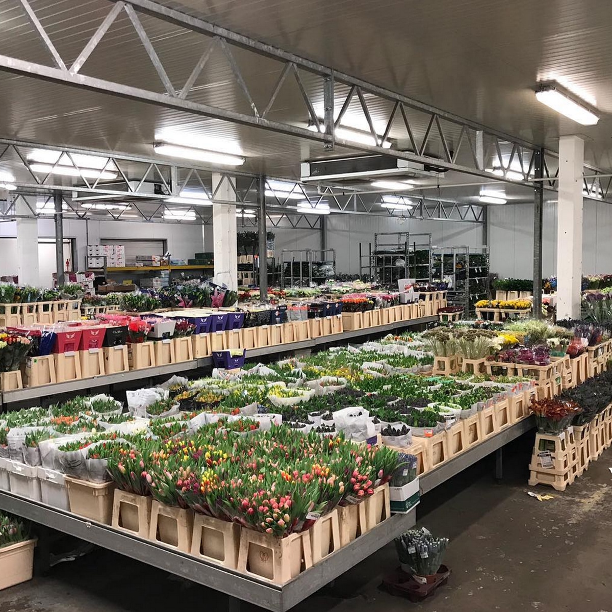 Flowervision Norwich