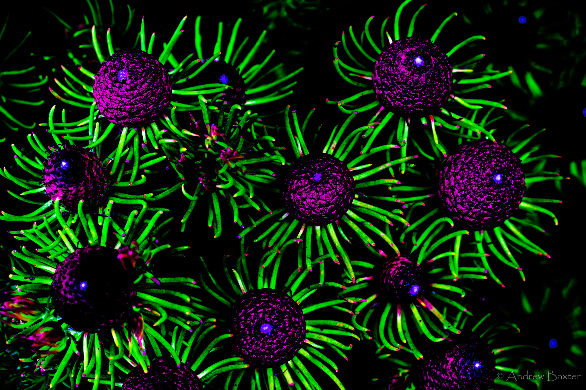 Firework Flower Bouquet | Best Flower Site