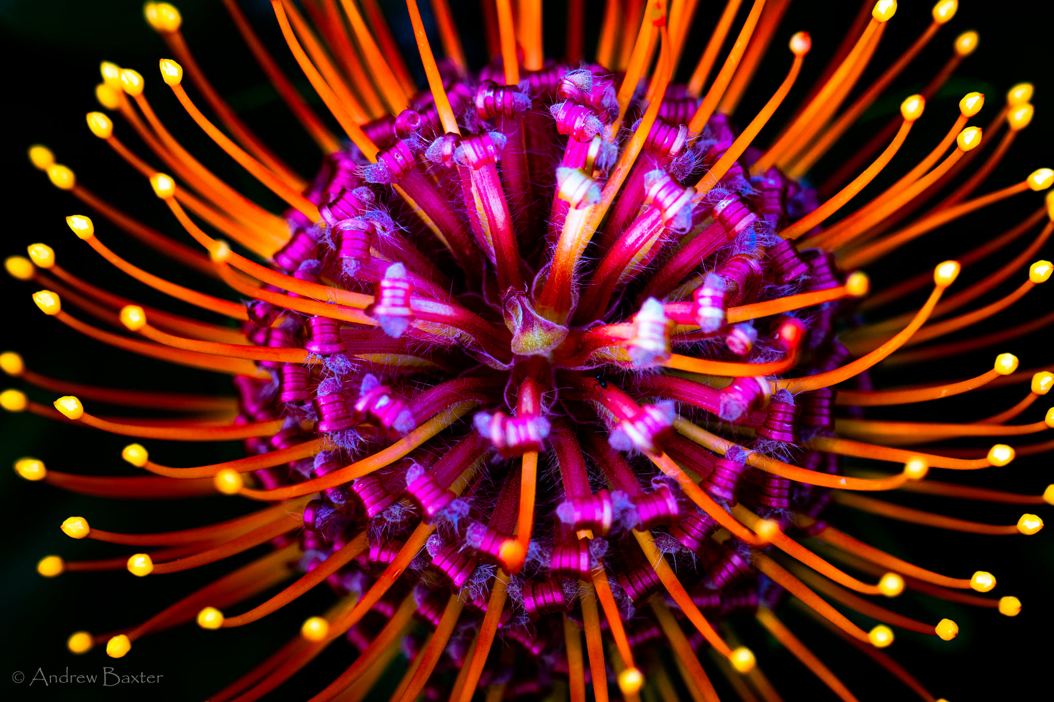 Protea Flowers that Look Like Floral Fireworks - Thursd