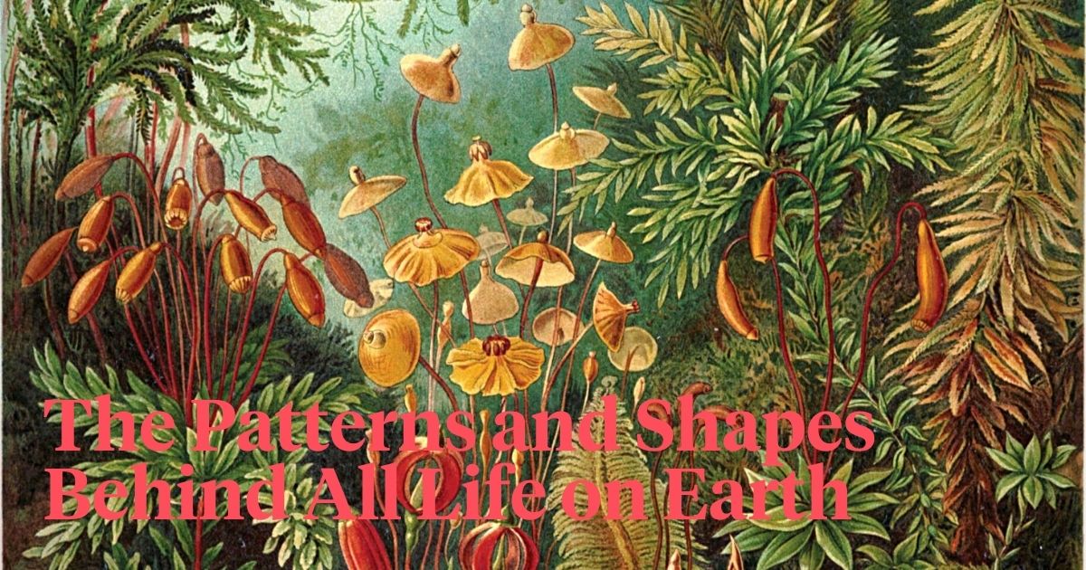 Wild Design Showcases Vintage Illustrations of Nature