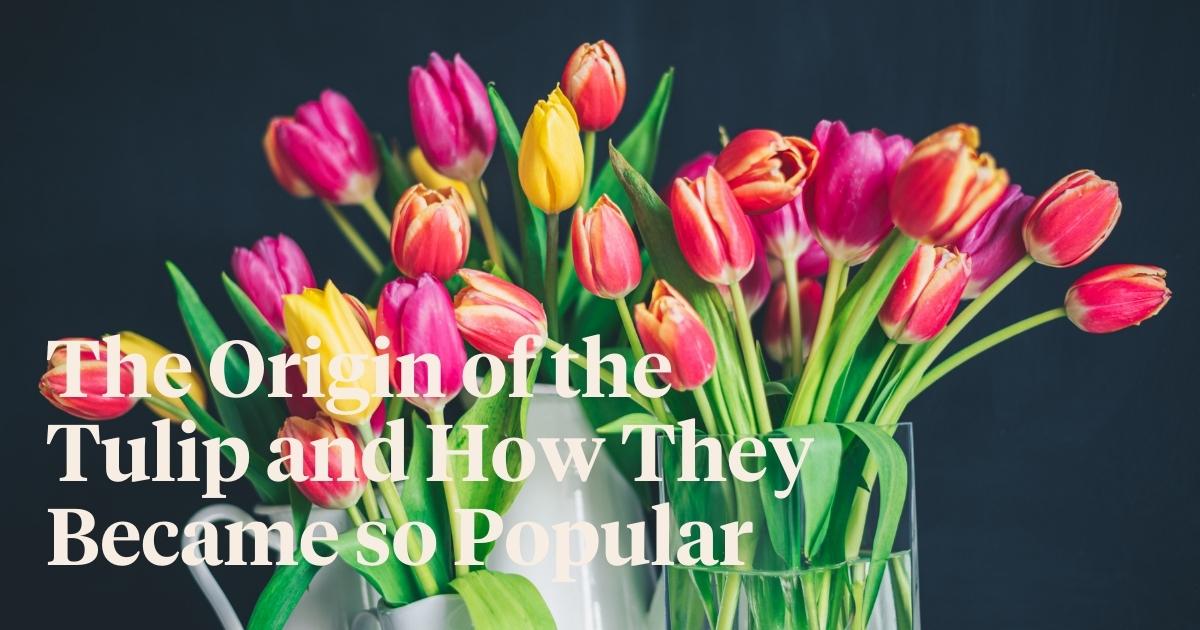 Tulip Mania - The Rich History of the Tulip - Article onThursd