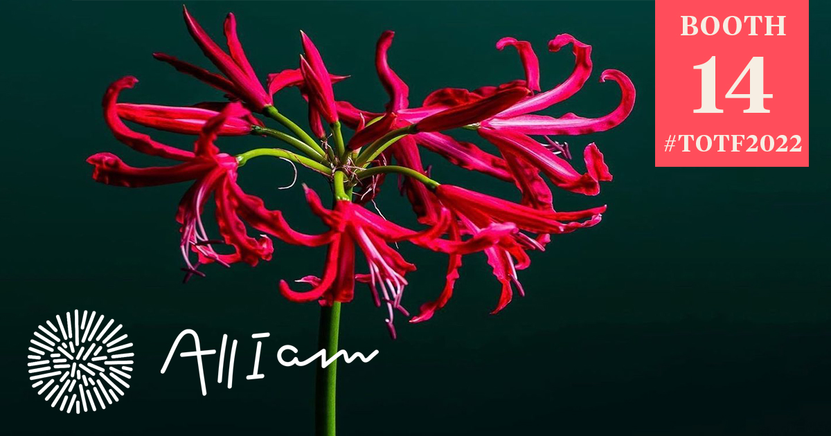 All I Am Nerines and Amarines Winter Flower Picks