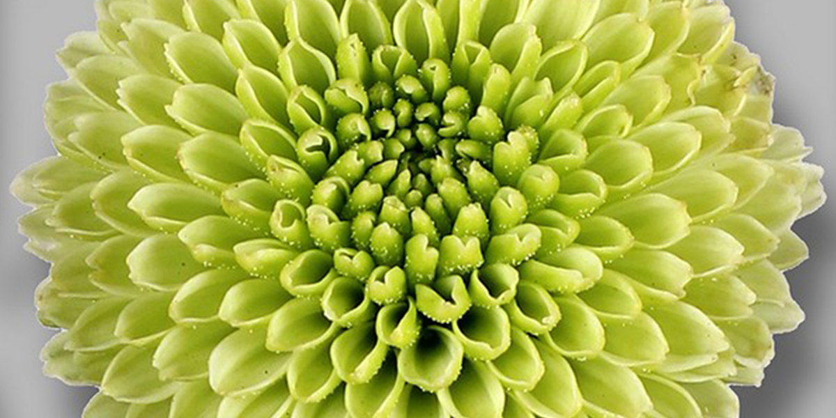 Chrysanthemum Santini Calimero Minty