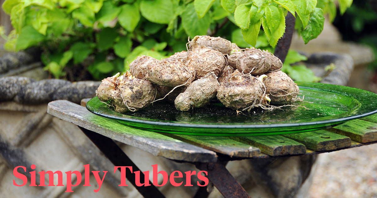 Back to the Beginning - Every Calla Starts as a Tuber